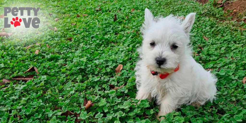 Cachorros West highland White Terrier - Petty Love Cachorros