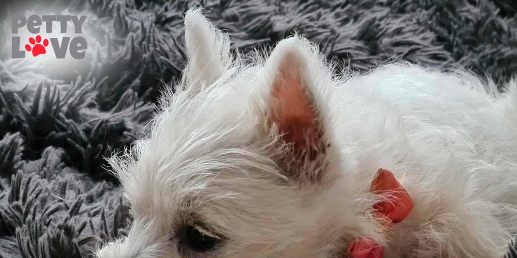 ¿Cómo identificar o distinguir un cachorro Westy?. Características de ...