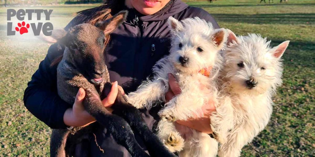 Cachorros West highland White Terrier - Petty Love Cachorros